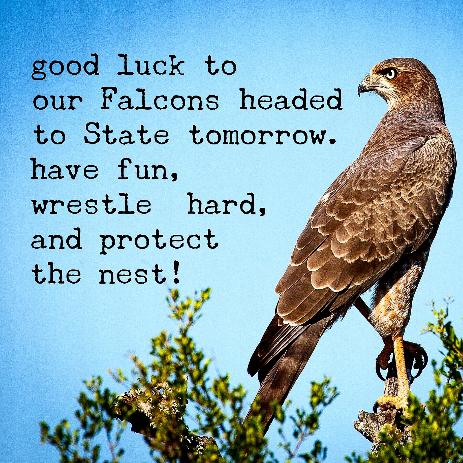 Foster - Team Home Foster Falcons Sports