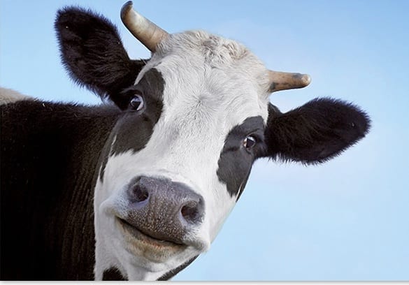 Ralph L Fike - Team Home Ralph L Fike Demons Sports